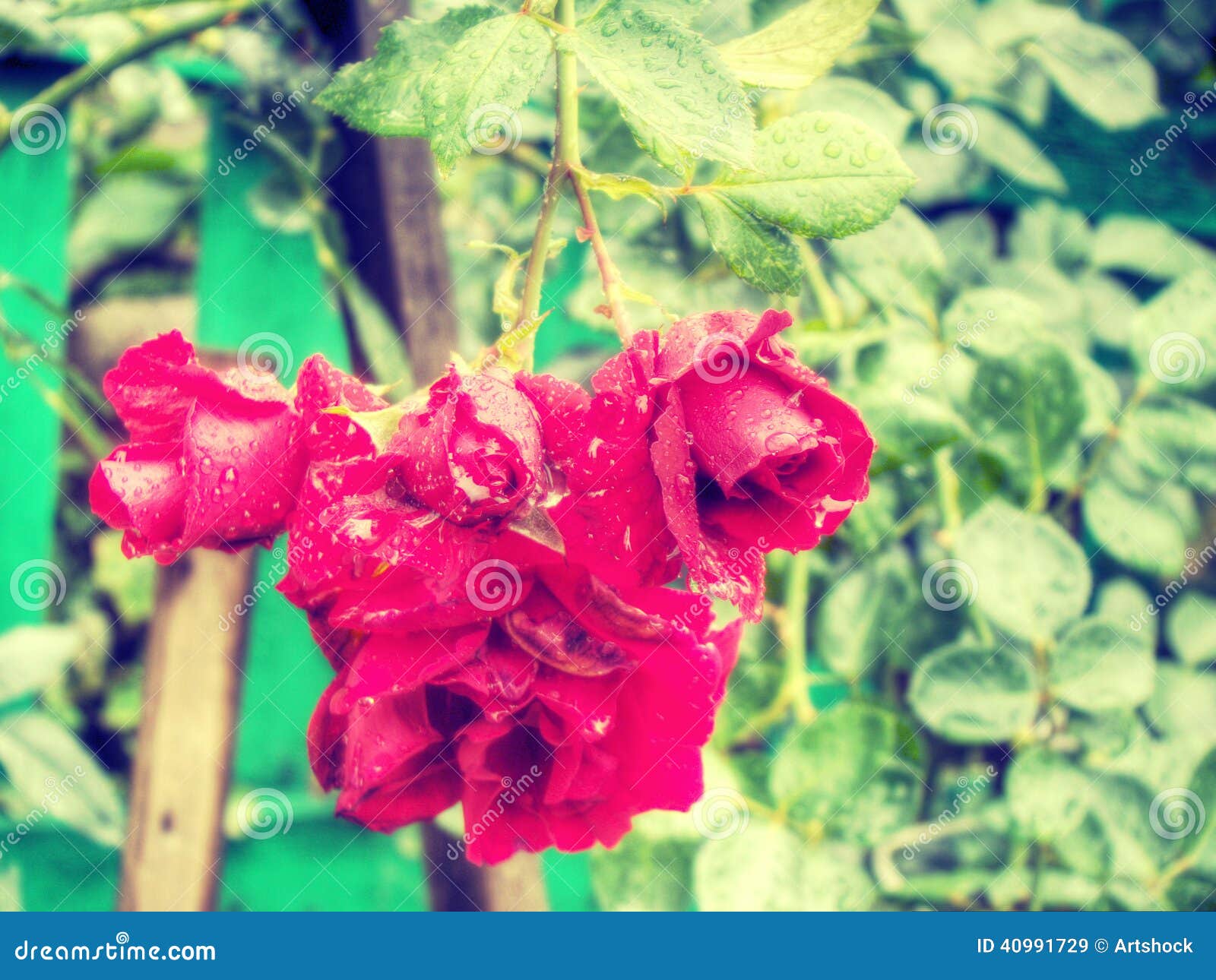 Wet Red Roses stock image. Image of bloom, bright, nature - 40991729