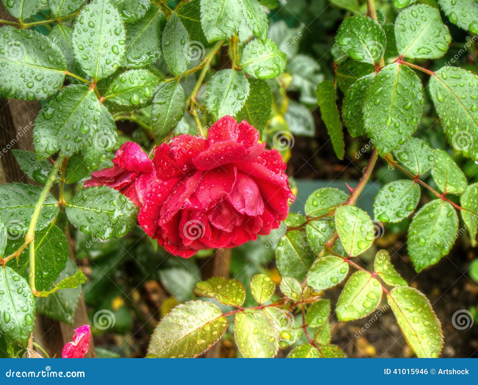Wet Red Roses stock illustration. Illustration of decorative - 41015946