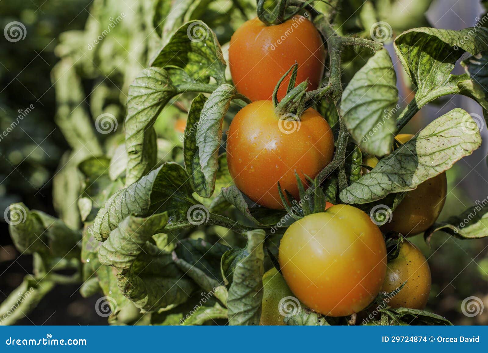 Dirty Tomato stock photo. Image of healthy, dirt, delicious - 29724874
