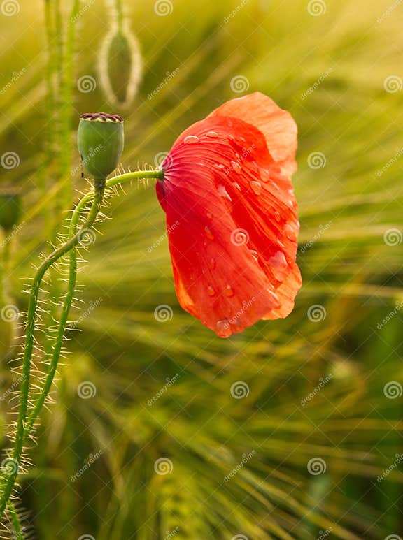Wet red-weed stock image. Image of nature, drop, meadows - 5513813