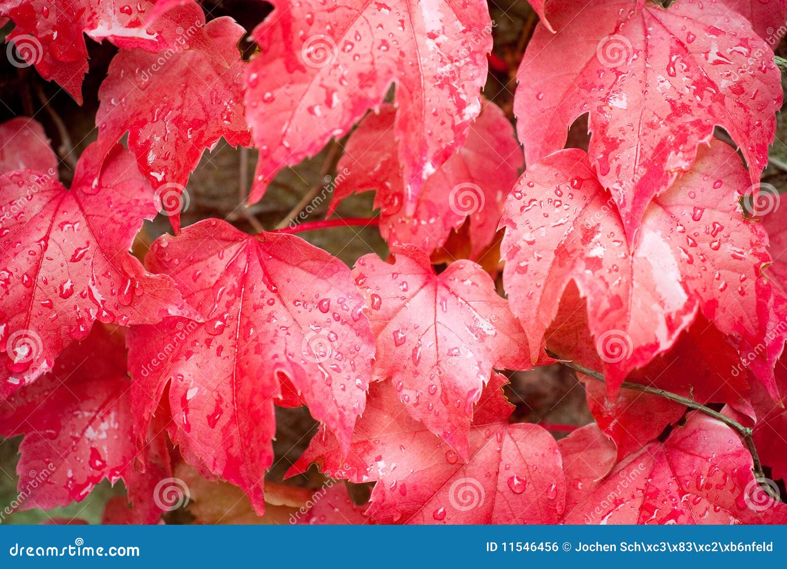 Wet red wine leaves stock photo. Image of drop, plant - 11546456