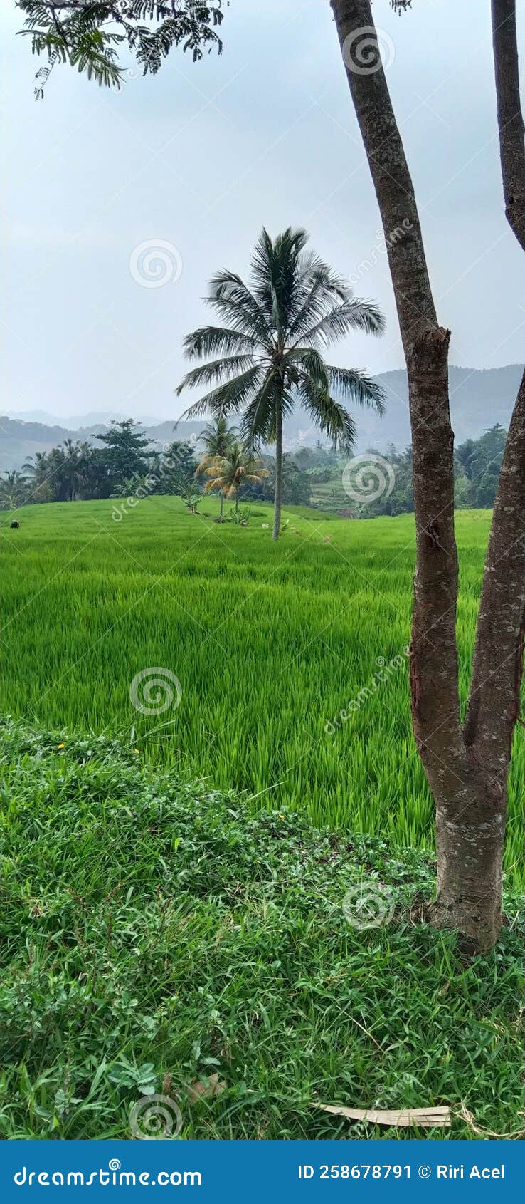 Wet Rice Field in Cianjur Regency Stock Image - Image of woodland ...