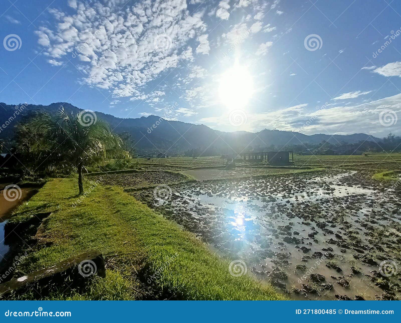 Wet Rice Field in Clear Morning Stock Image - Image of river, mountain ...