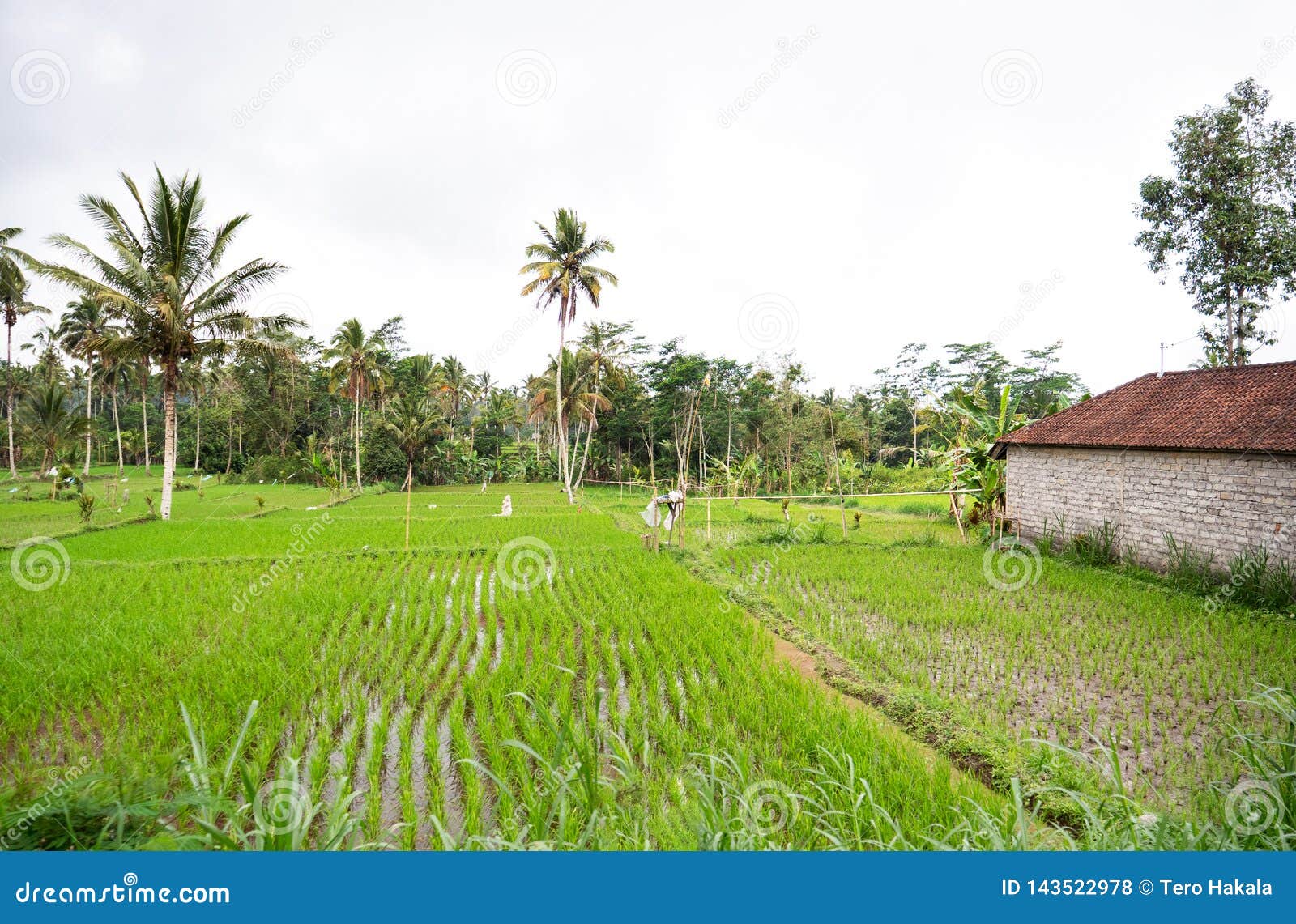 Wet Rice Fields and Palm Trees in Bali Stock Photo - Image of ...