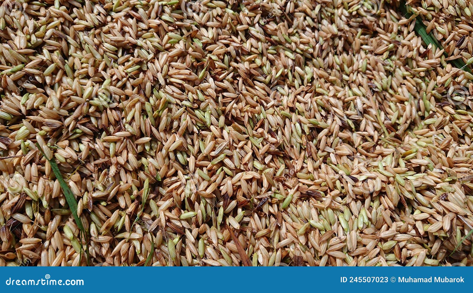 Wet Rice Grain is Being Dried in the Sun Stock Image - Image of grass ...
