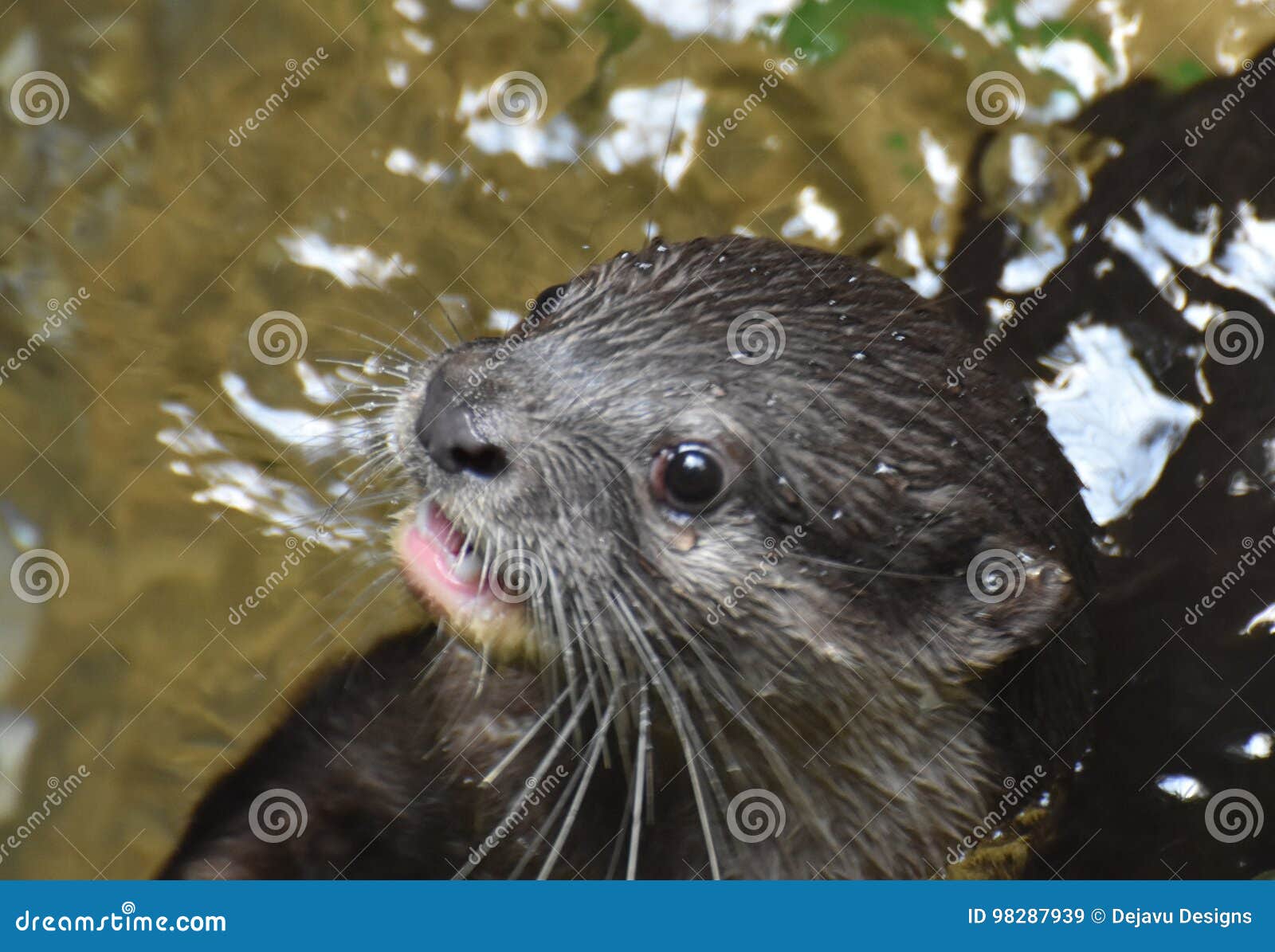 Wet River Otter with His Head Out of the Water Stock Image - Image of ...