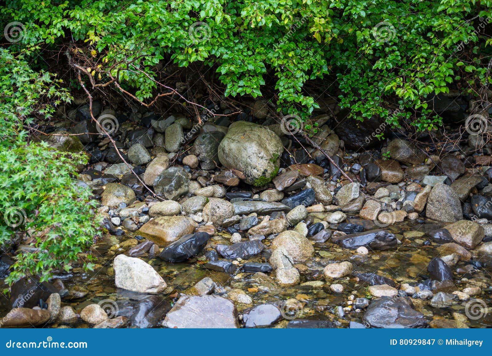 Wet River Rocks and Green Plants. Stock Image - Image of pebbles, juicy ...