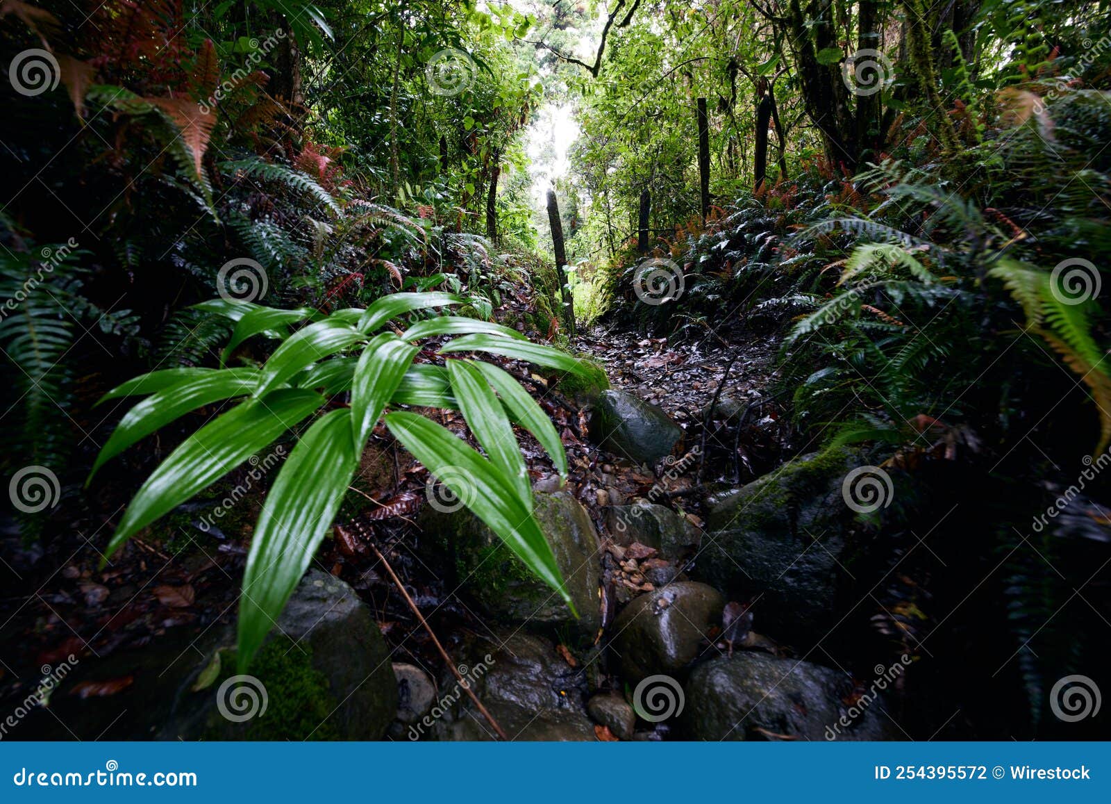 Wet Riverbed of a Small Forest River Stock Photo - Image of humidity ...