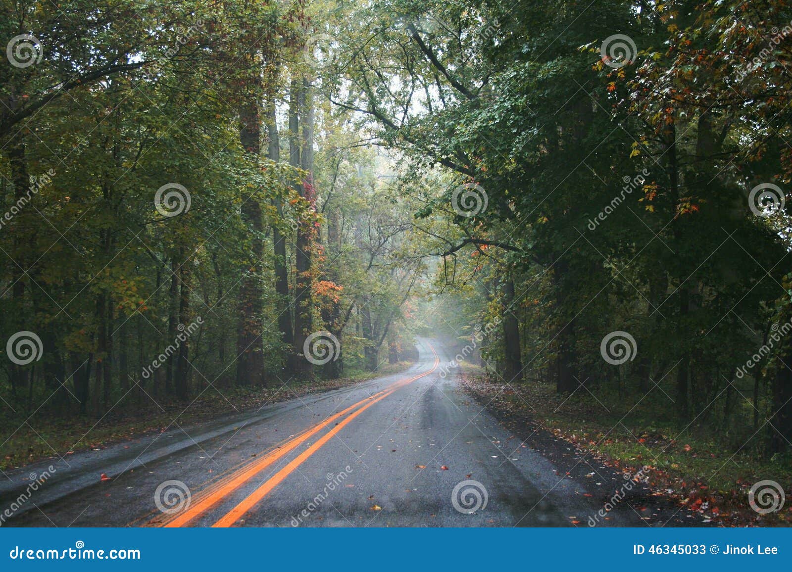 Wet road in a forest stock image. Image of road, forest - 46345033