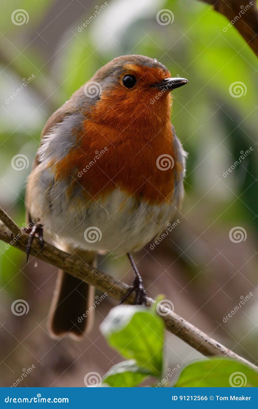 Wet robin stock photo. Image of birds, small, songbird - 91212566