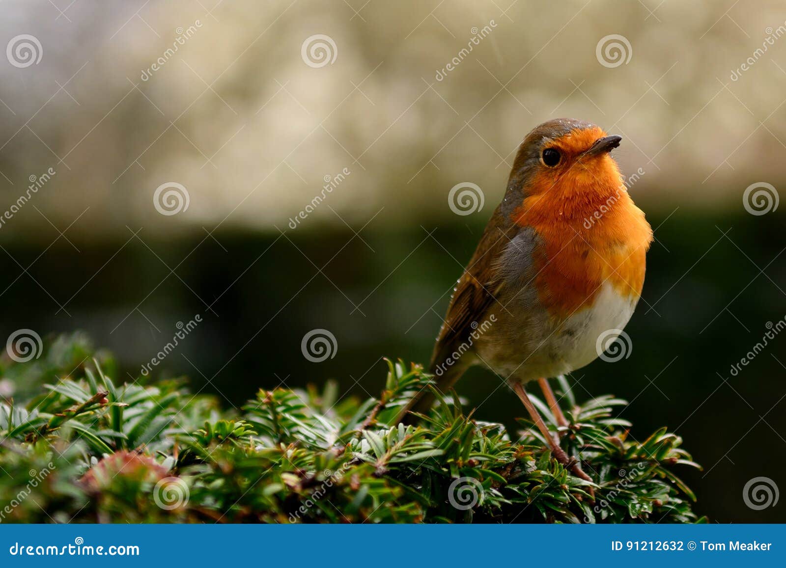 Wet robin stock photo. Image of nature, beautiful, bird - 91212632