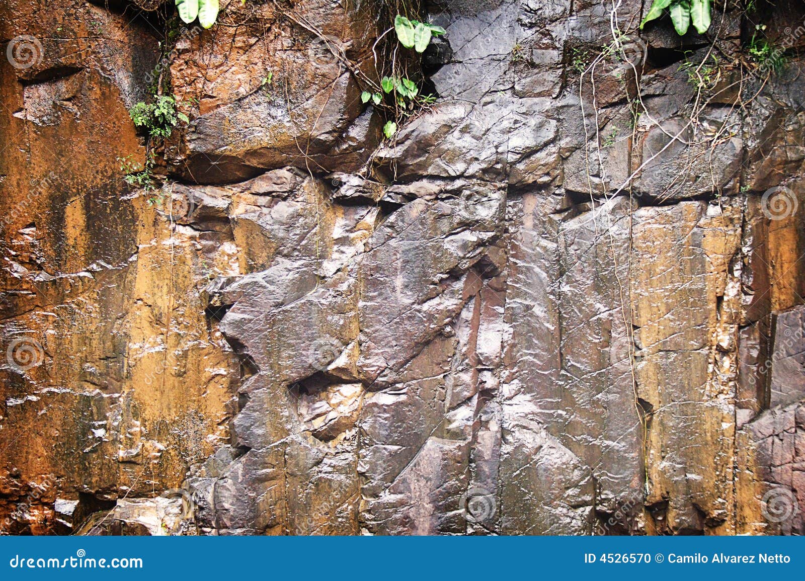 Wet Rock Texture stock photo. Image of plants, mineral - 4526570