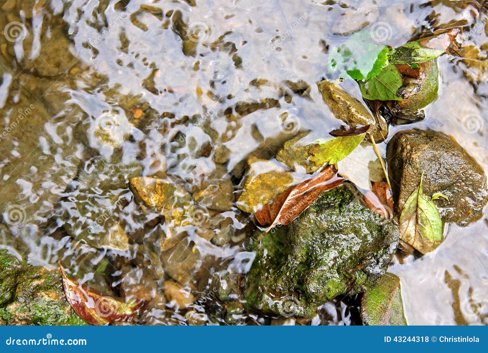 Wet Rocks and Fallen Leaves in a Shallow River Stock Photo - Image of ...