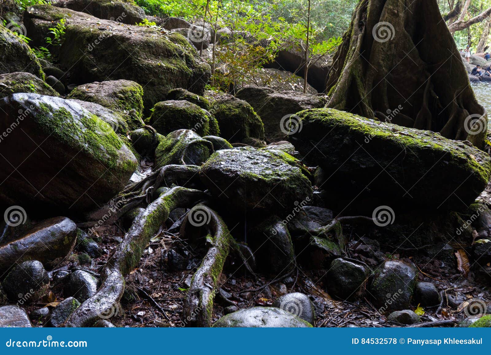 The wet rocks stock photo. Image of lichen, natural, green - 84532578