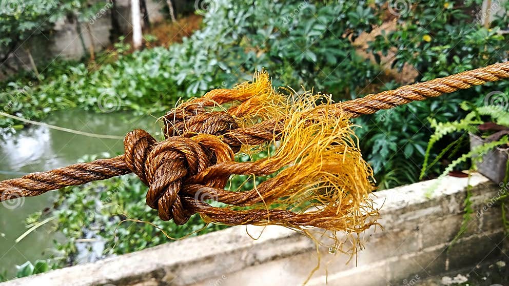 Wet rope knot stock photo. Image of tree, food, leaf - 266916624