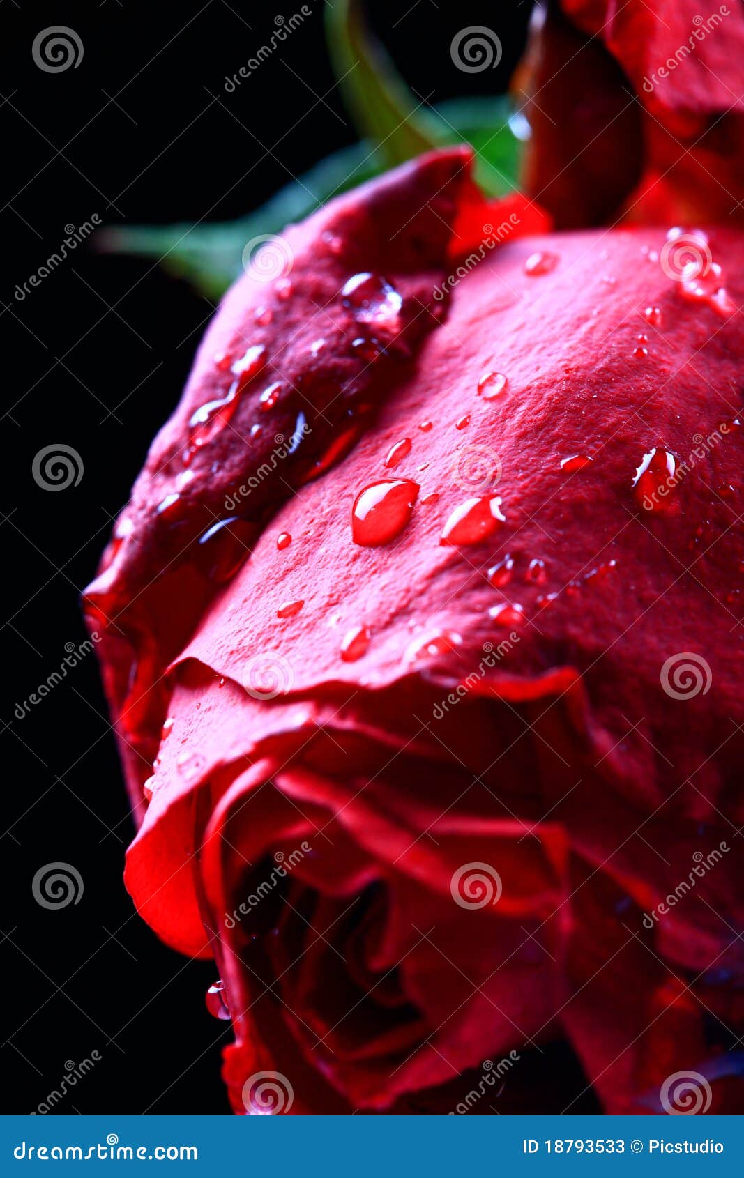 Wet rose stock image. Image of colo, floral, fresh, relax - 18793533