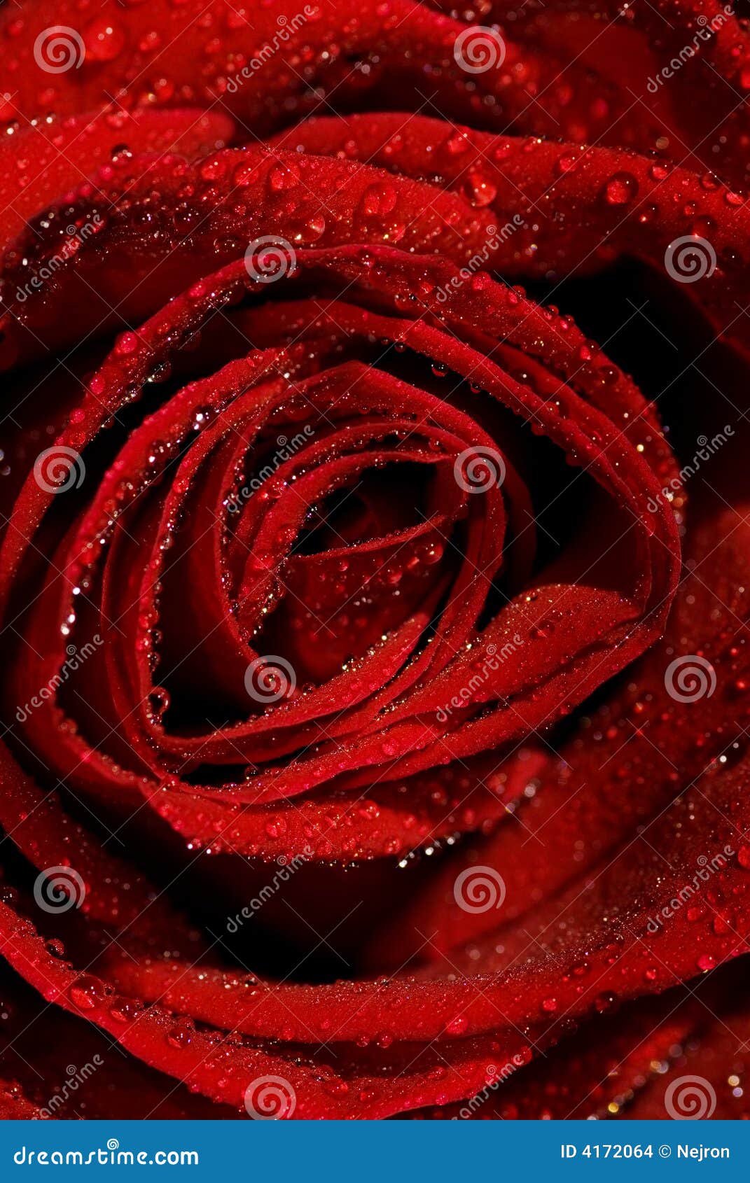 Wet rose stock photo. Image of macro, floral, conceptual - 4172064
