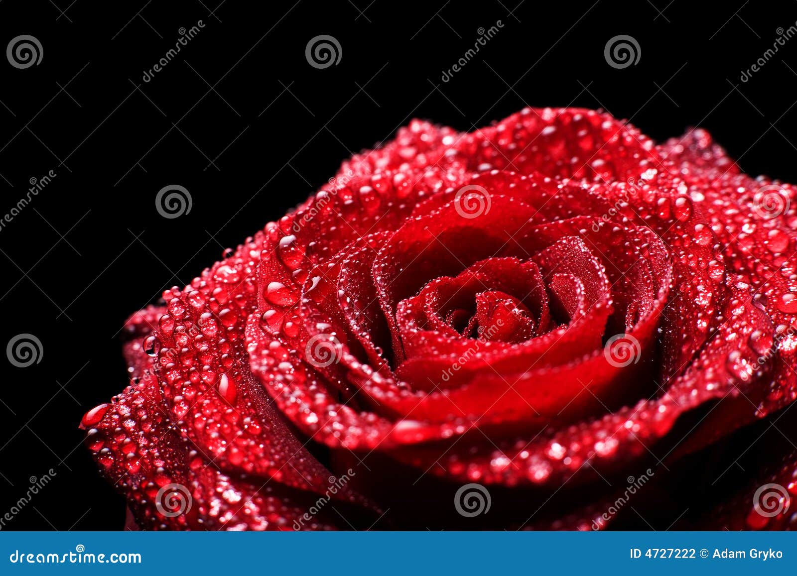 Wet rose stock photo. Image of garden, macro, isolated - 4727222