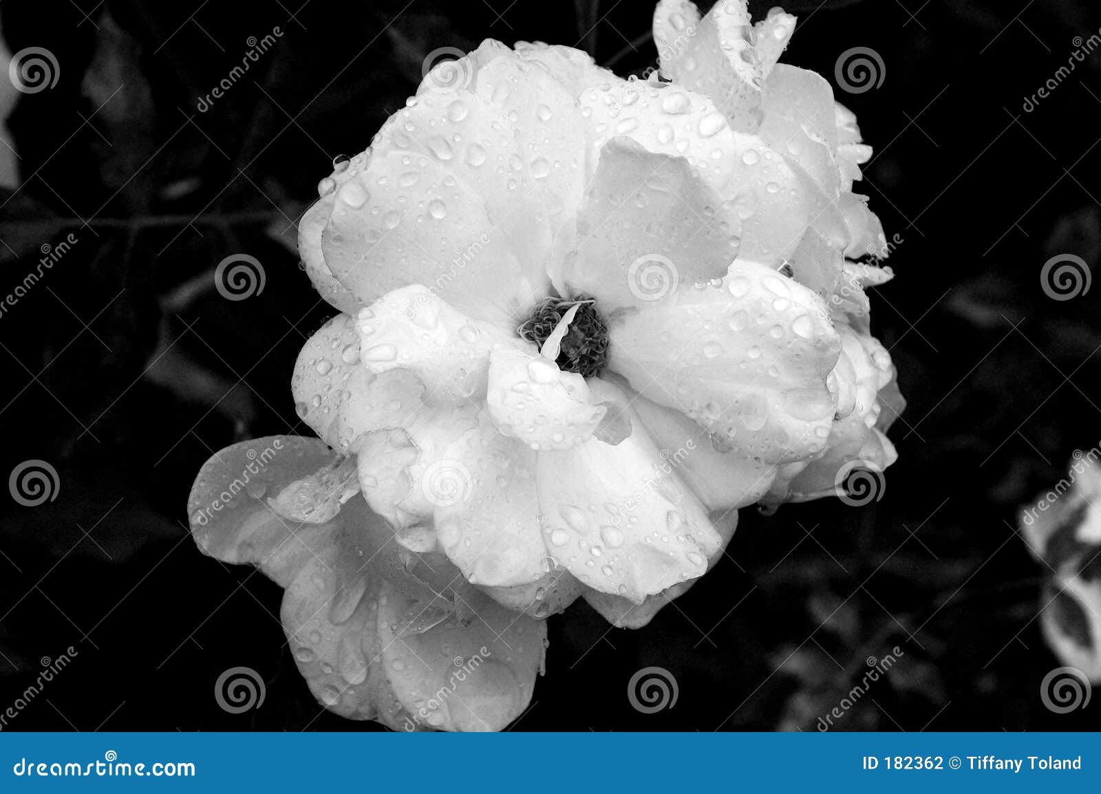 Wet Rose B&W stock photo. Image of thorns, leaves, white - 182362