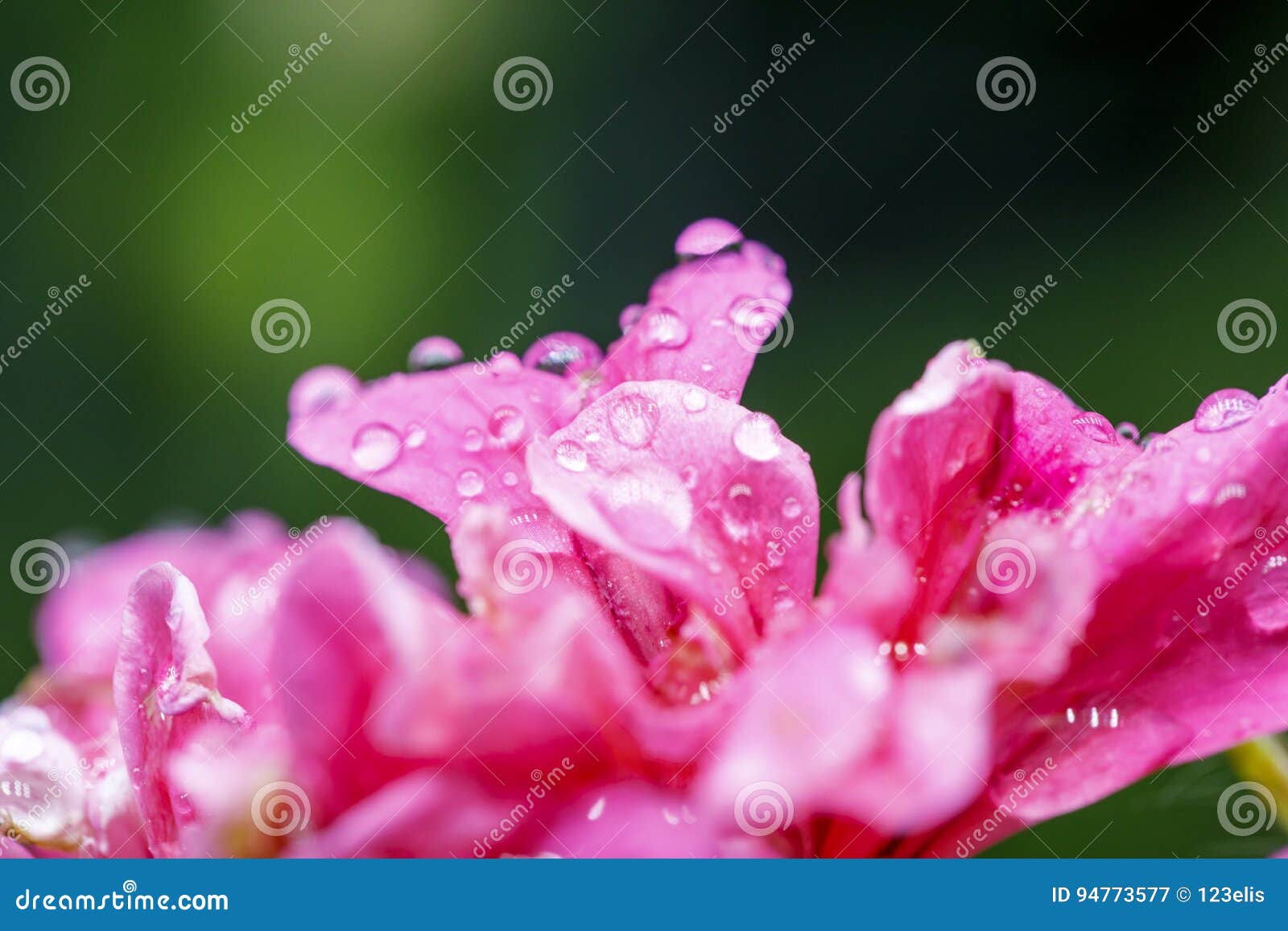 Wet Rose stock image. Image of close, celebration, people - 94773577