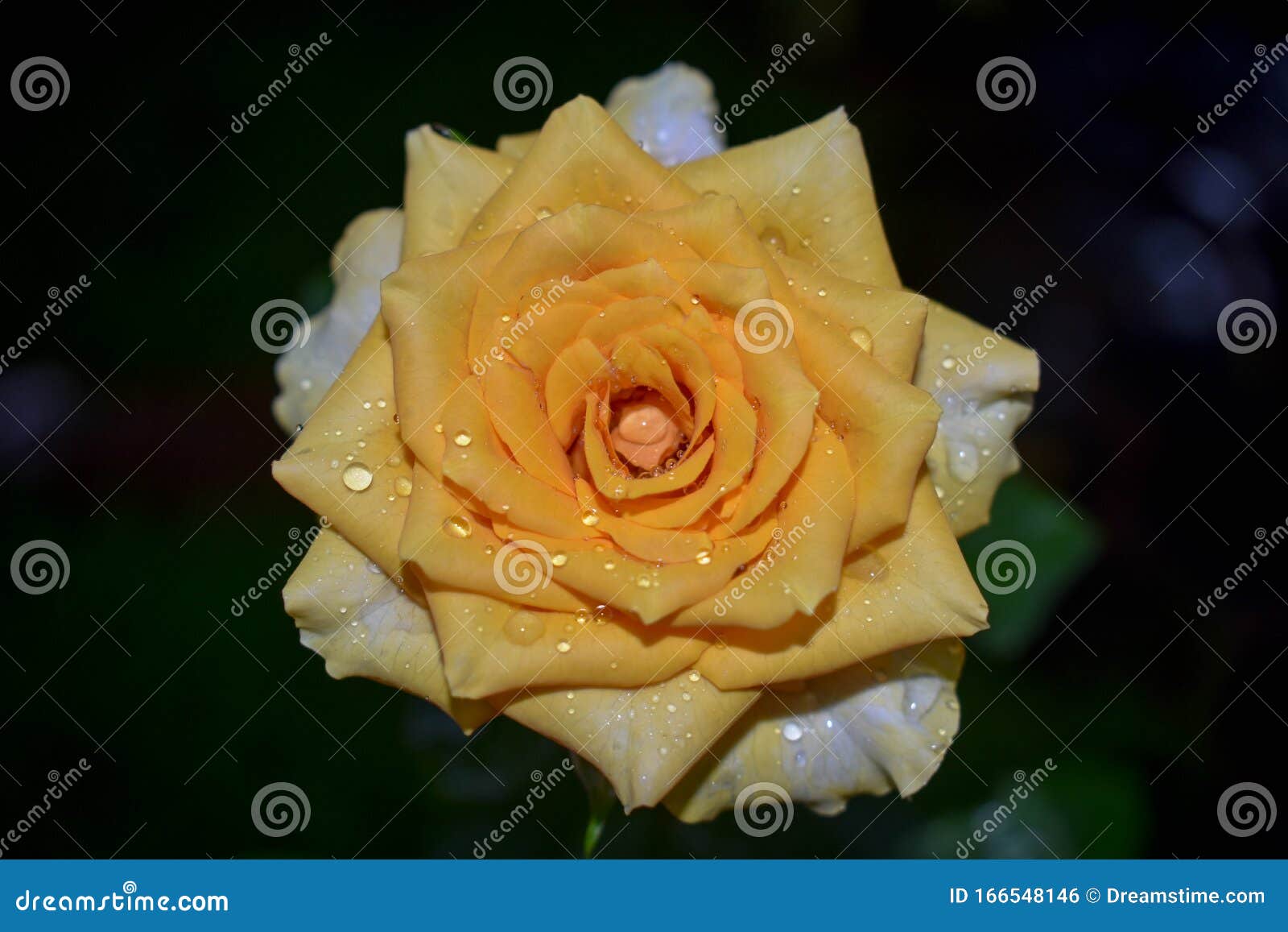 Wet Rose Flower in the Rain Stock Photo - Image of petals, nature ...