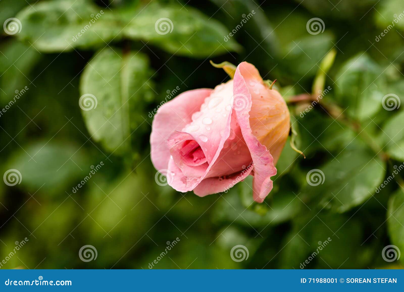 Wet rose stock image. Image of colorful, beautiful, grass - 71988001