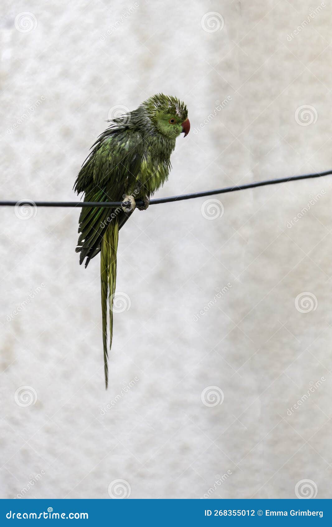 Wet Rose-ringed Parakeet Close-up Sitting on an Electrical Line Under ...
