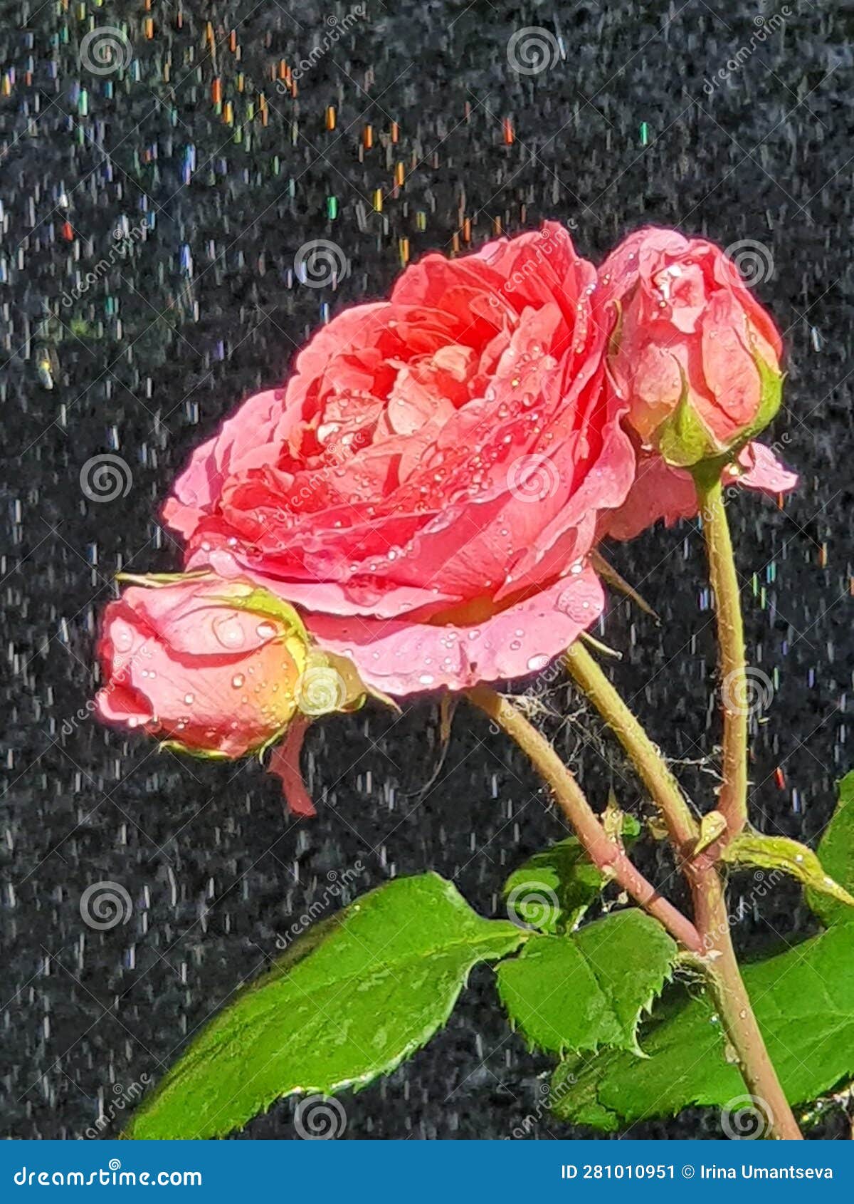 Wet rose stock image. Image of bouquet, pink, yellow - 281010951