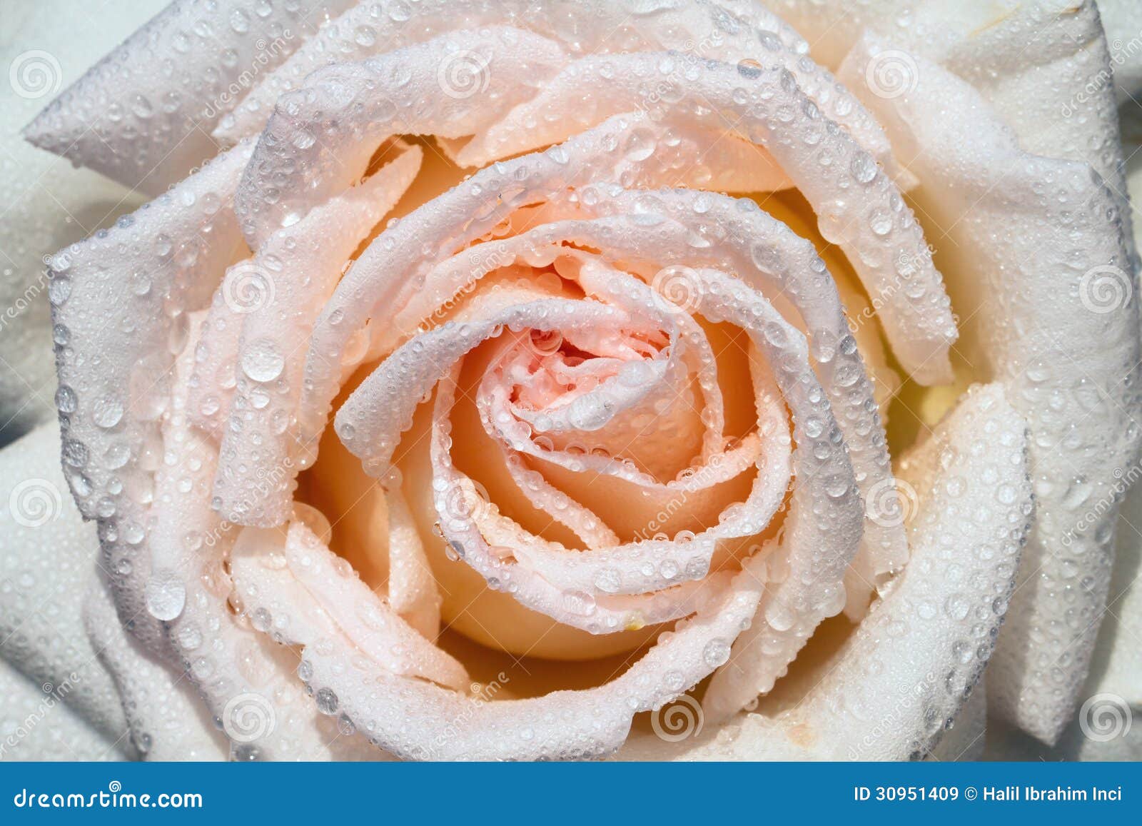 Wet rose stock image. Image of color, aroma, floral, closeup - 30951409