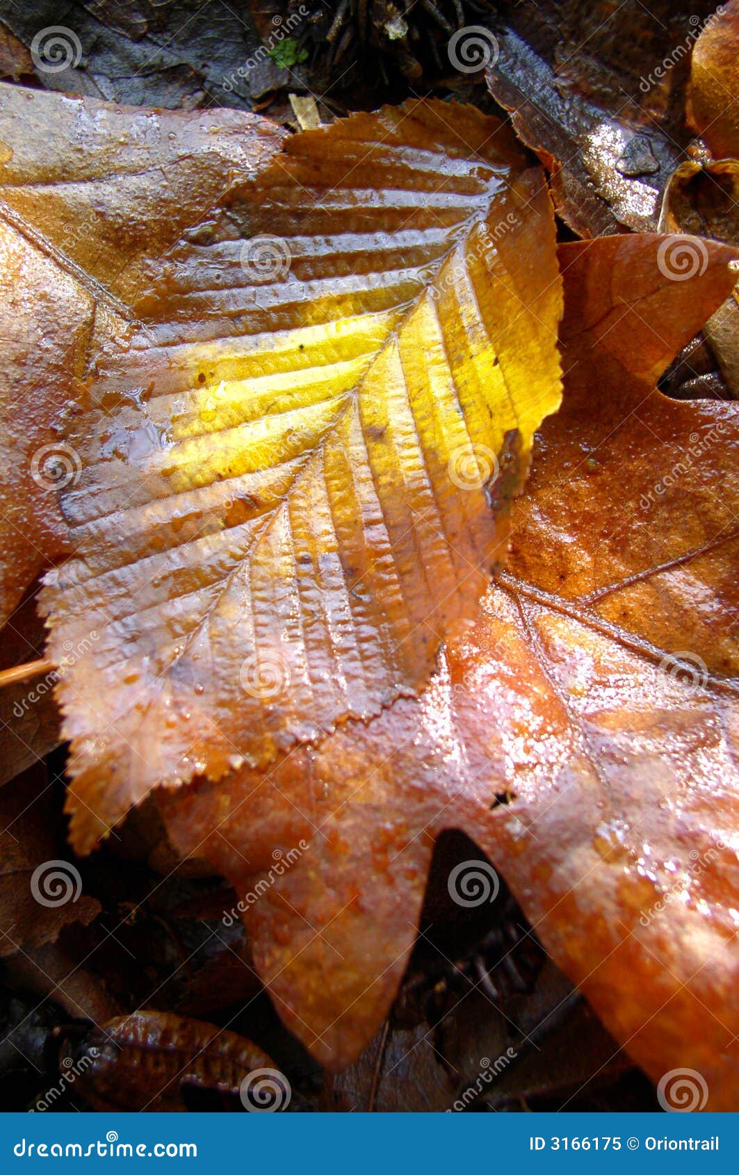 Wet rotten autumn leafs stock image. Image of ecology - 3166175