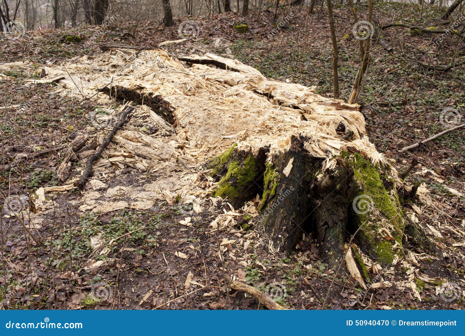 Wet rotting tree trunk stock photo. Image of forest, tree - 50940470