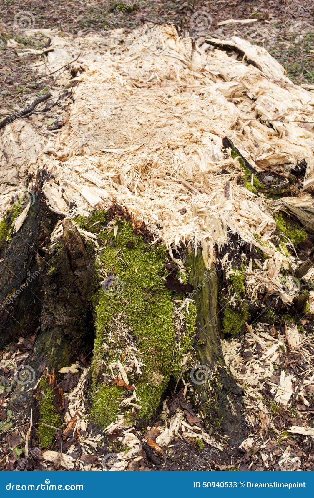 Wet rotting tree trunk stock image. Image of lush, sawdust - 50940533