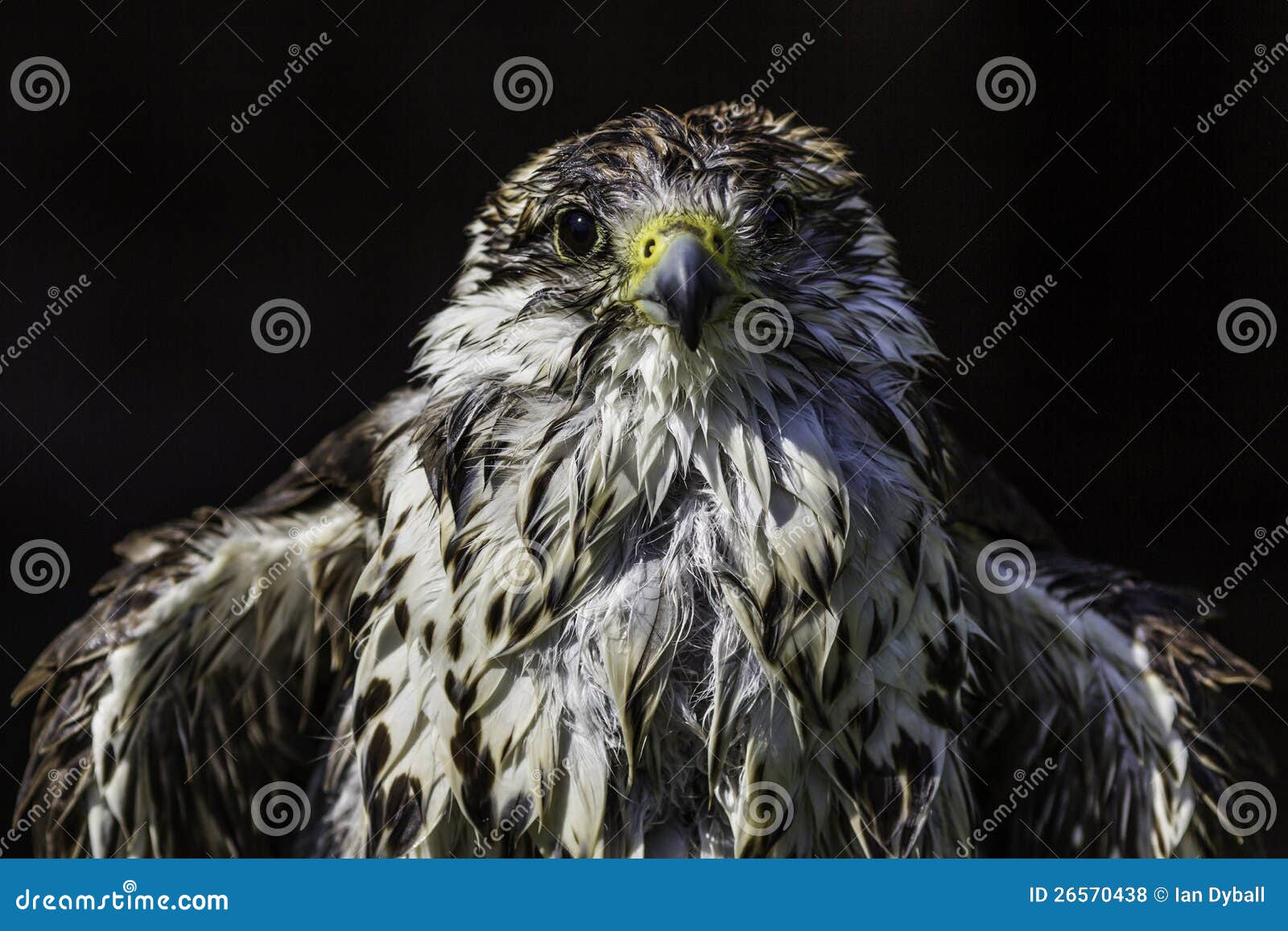 Wet and Ruffled Saker Falcon Stock Photo - Image of black, hawk: 26570438