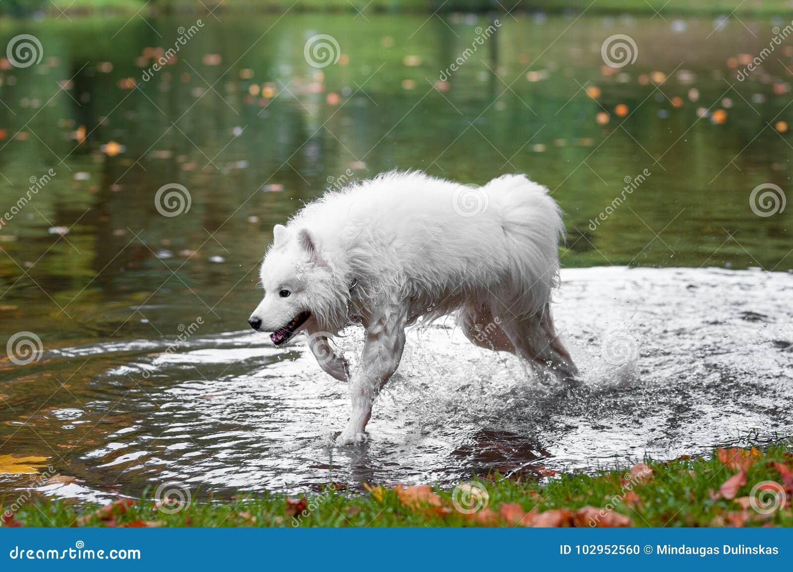 Wet Samoyed Dog Run on Water. Stock Photo - Image of canine, outdoor ...