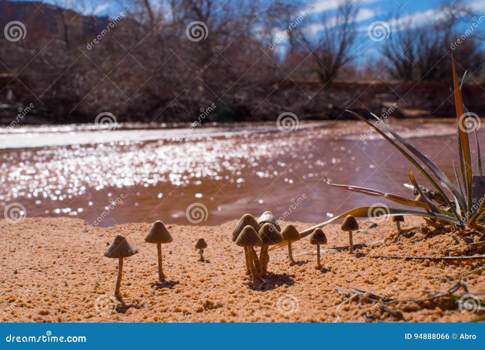 Wet sand mushrooms_2 stock photo. Image of rain, little - 94888066