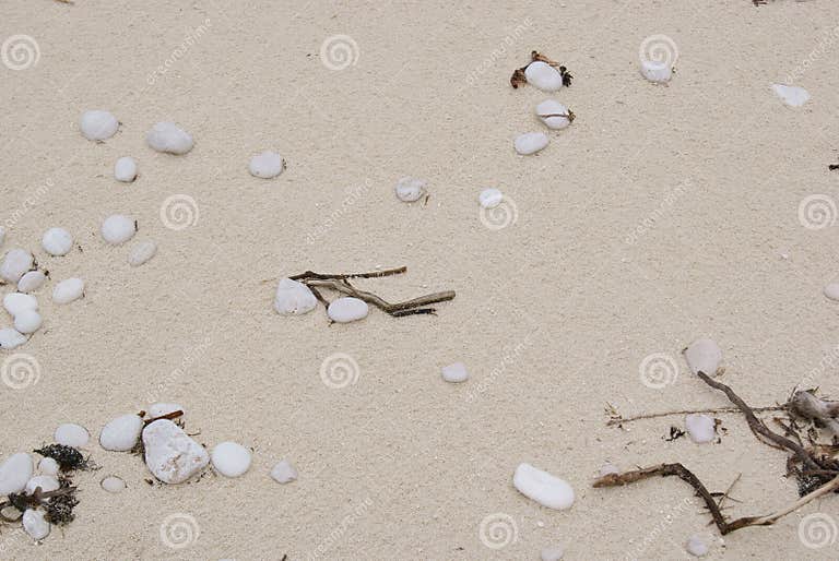 Wet sand and rocks stock image. Image of abstract, seaweed - 13616827