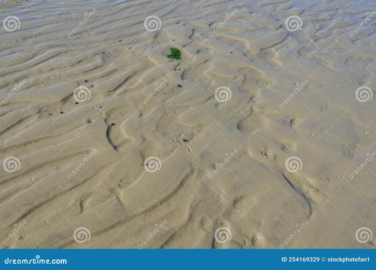 Wet Sand with Shells and Rocks at Beach or Coast Stock Image - Image of ...