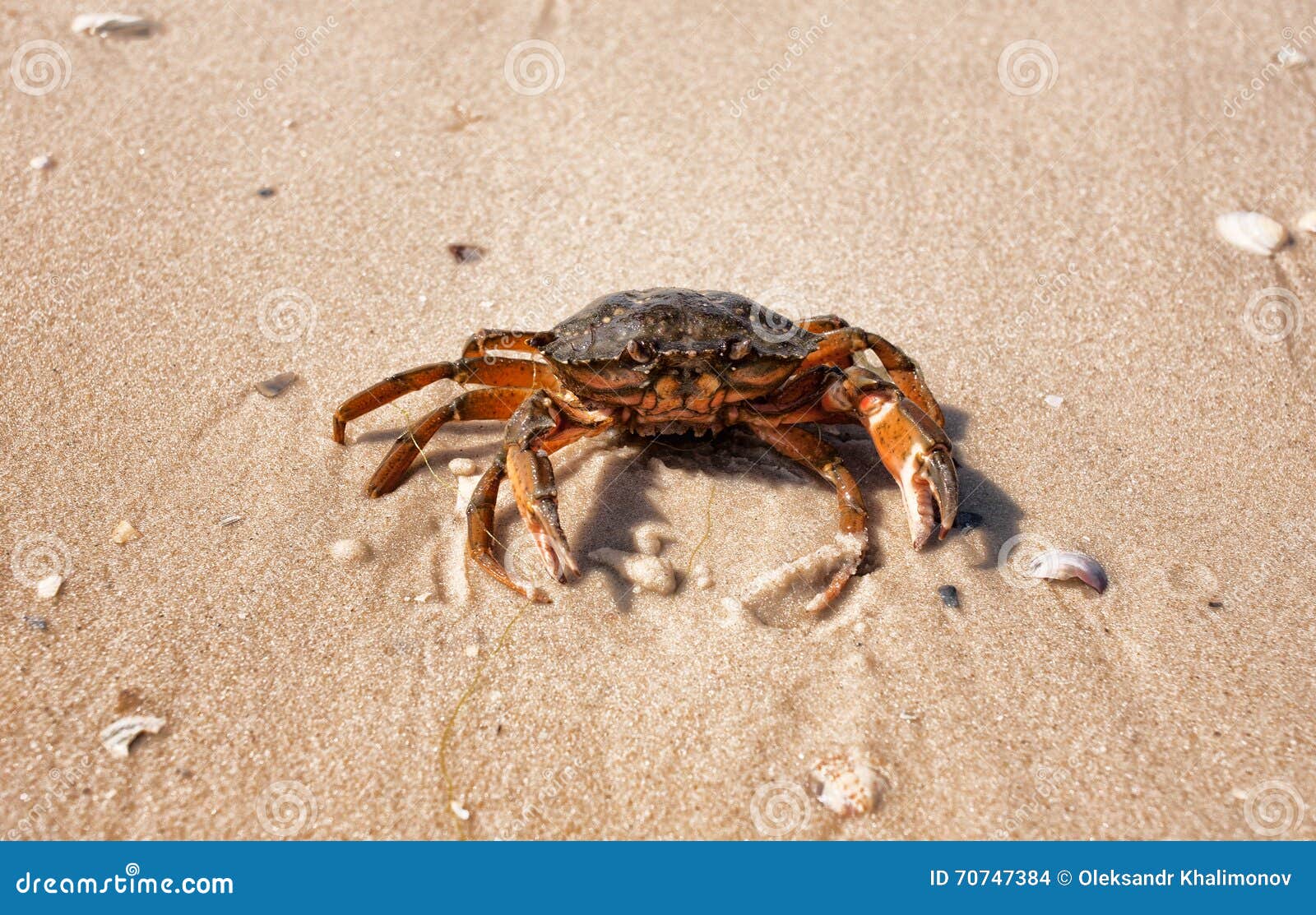 Wet sea crab stock photo. Image of sand, view, tailed - 70747384