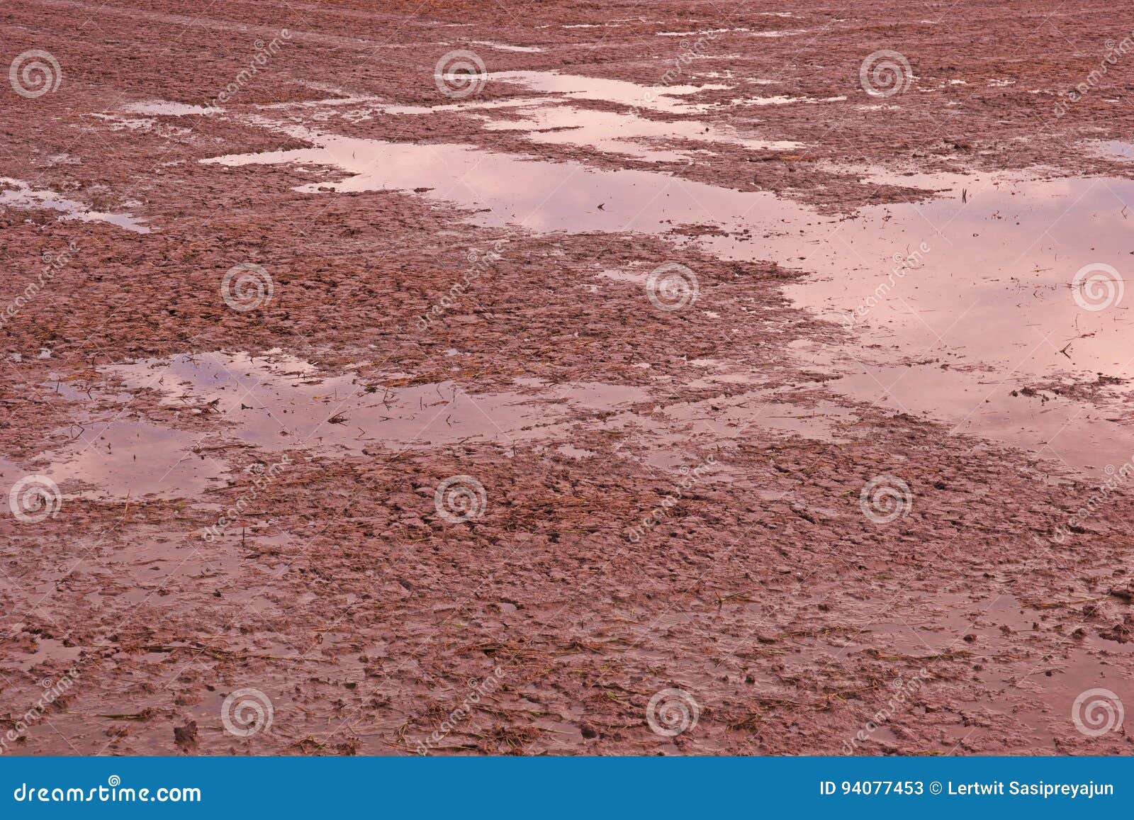 Wet Seeded Rice Soil Condition,saturated Soil Stock Image - Image of ...
