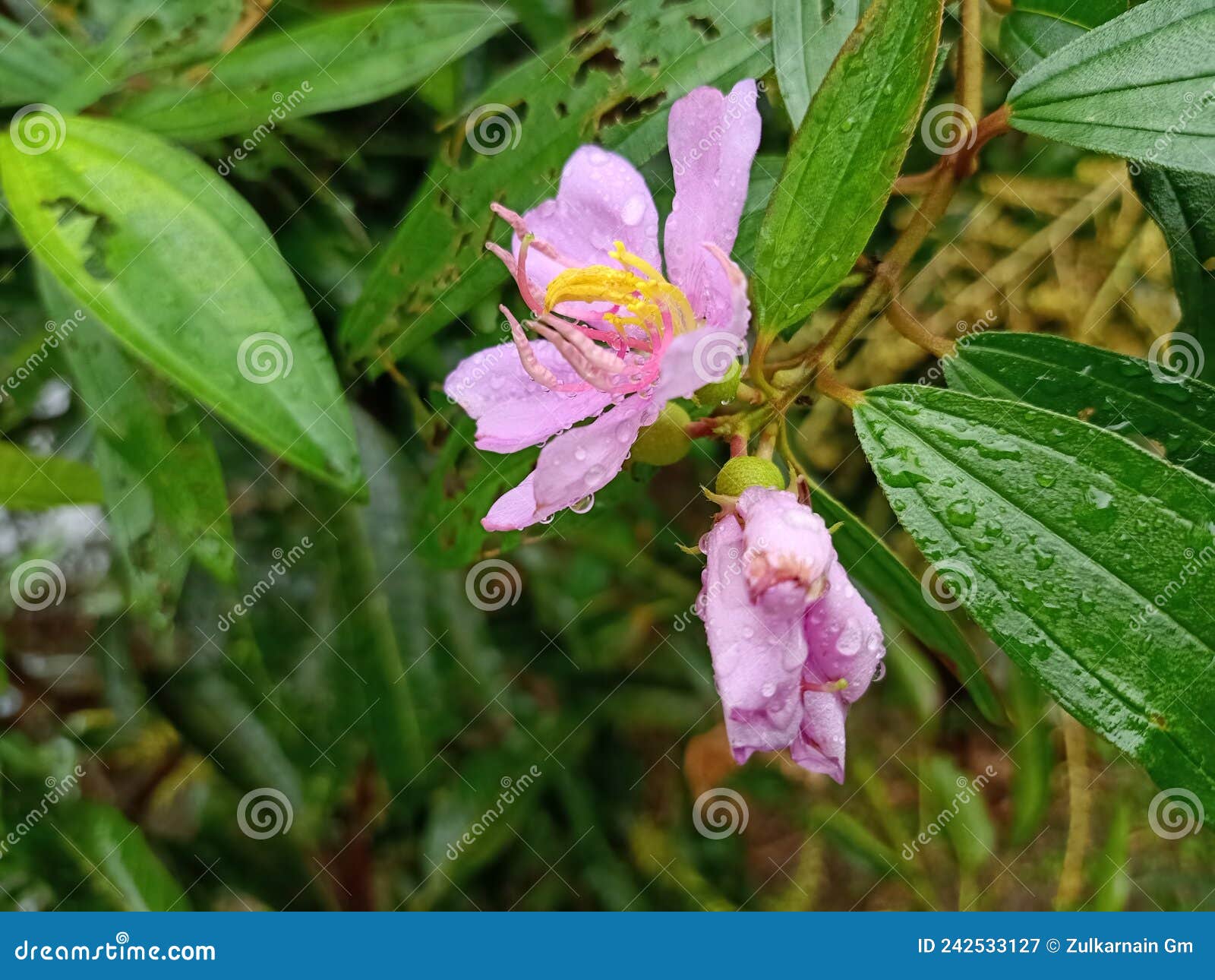 Wet senduduk flower stock image. Image of flower, spring - 242533127