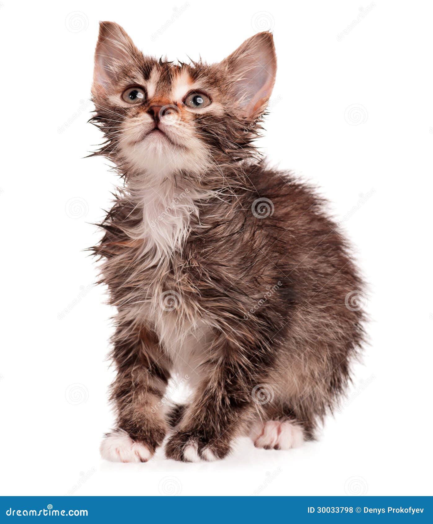 Wet kitten stock photo. Image of background, looking - 30033798