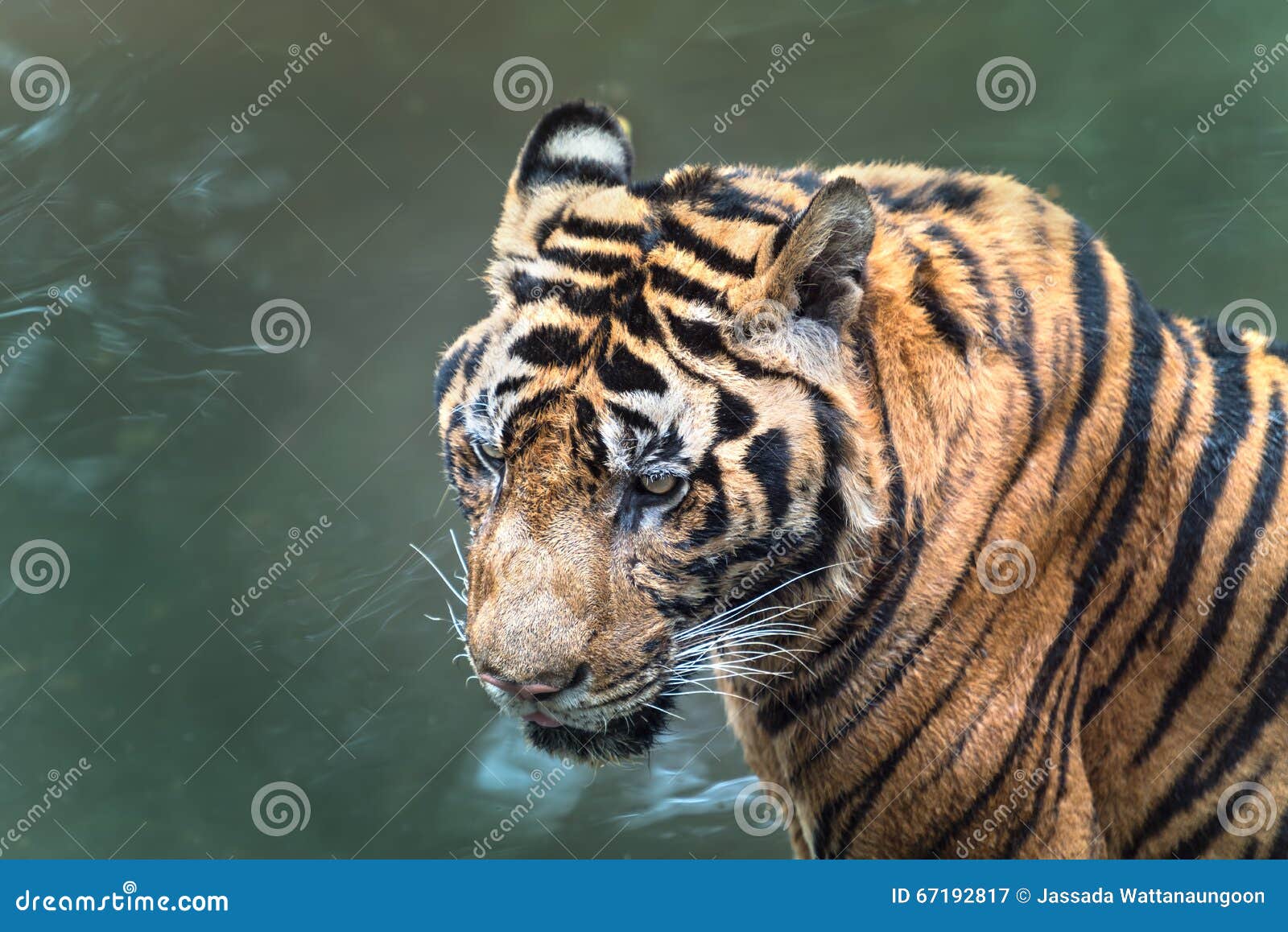 Wet Siberian Tiger Floating Water Stock Photos - Free & Royalty-Free ...