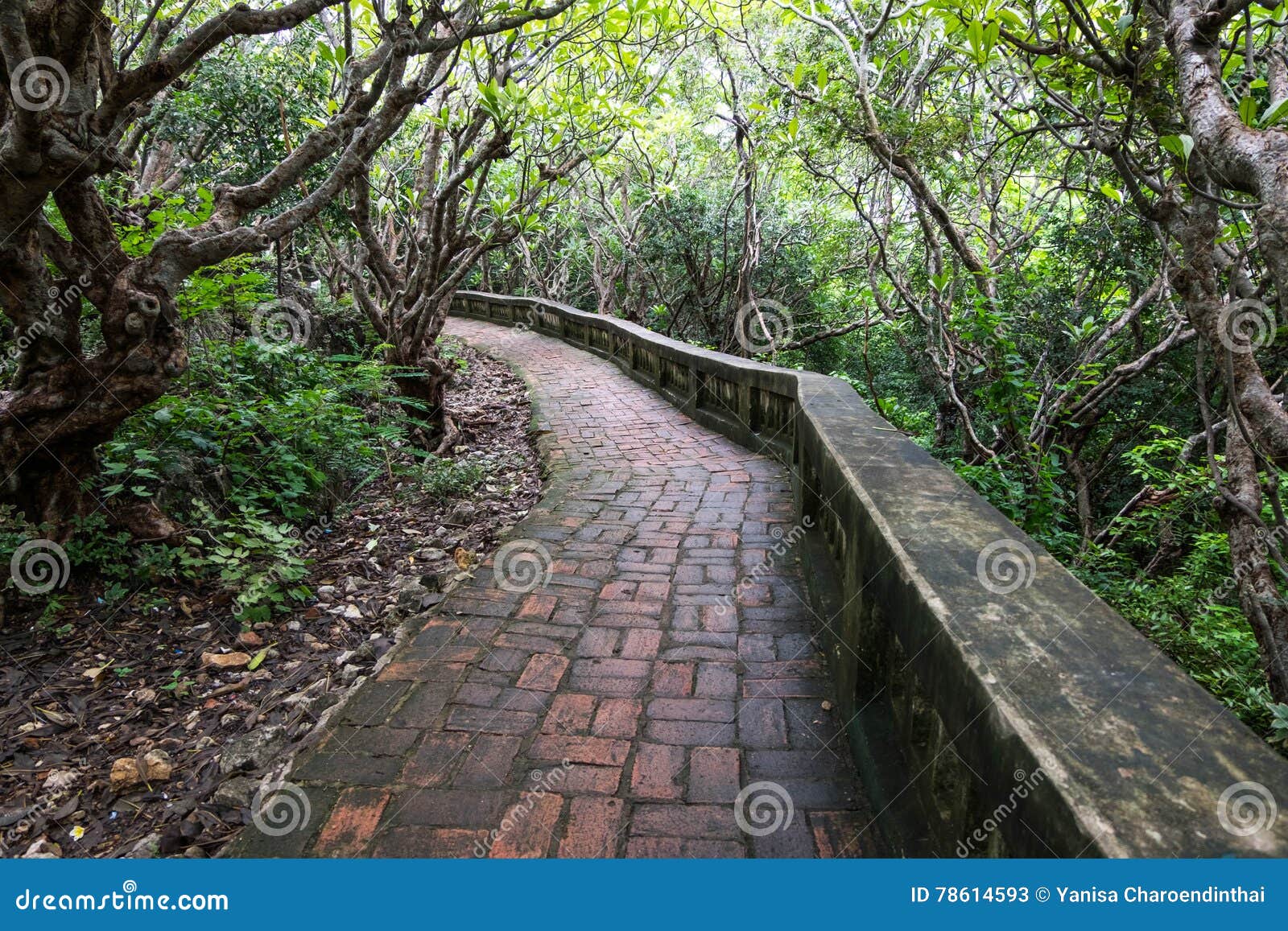 Wet and Slippery Brick Path in Tropical Forest. Stock Image - Image of ...