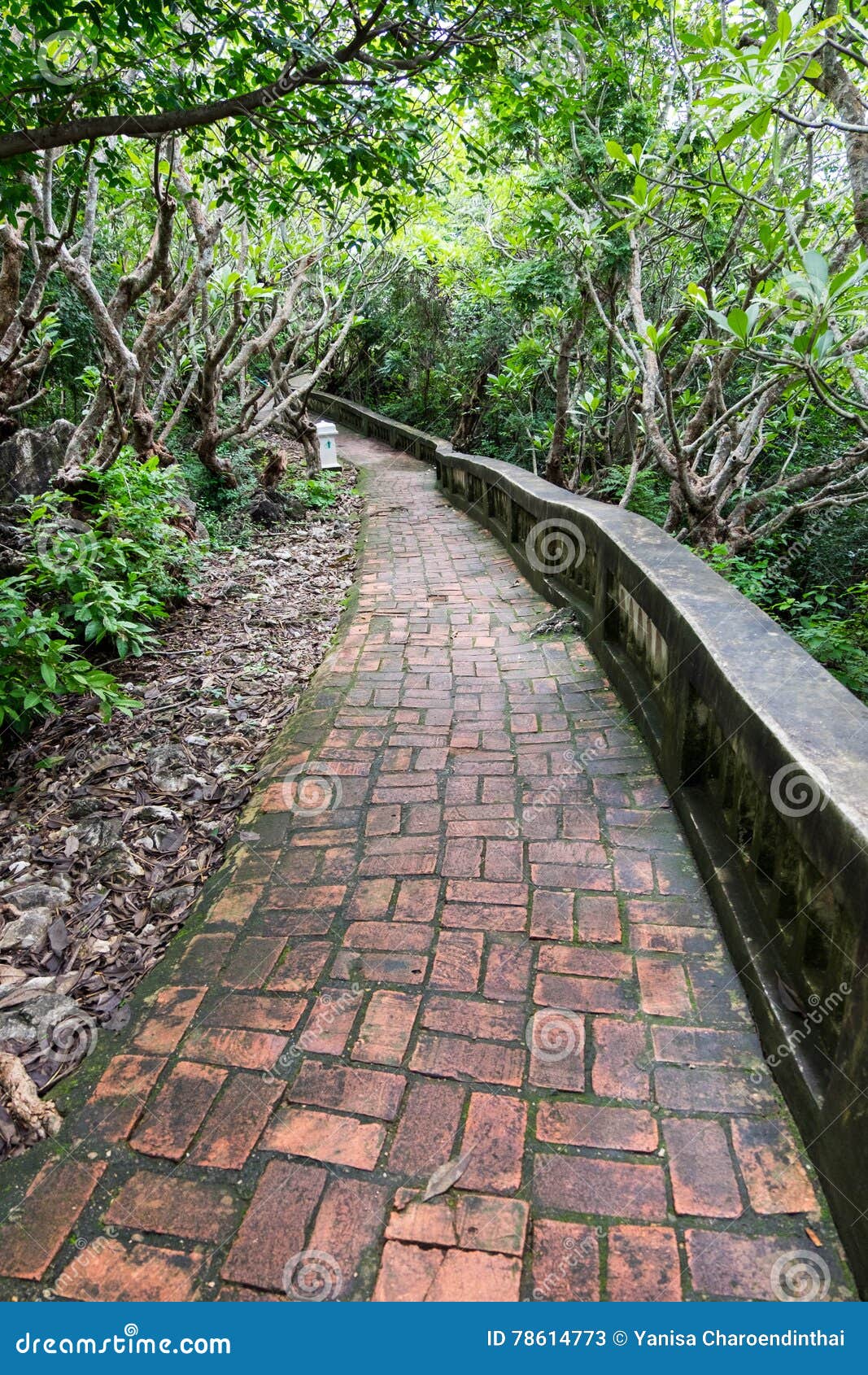 Wet and Slippery Brick Path in Tropical Forest. Stock Image - Image of ...