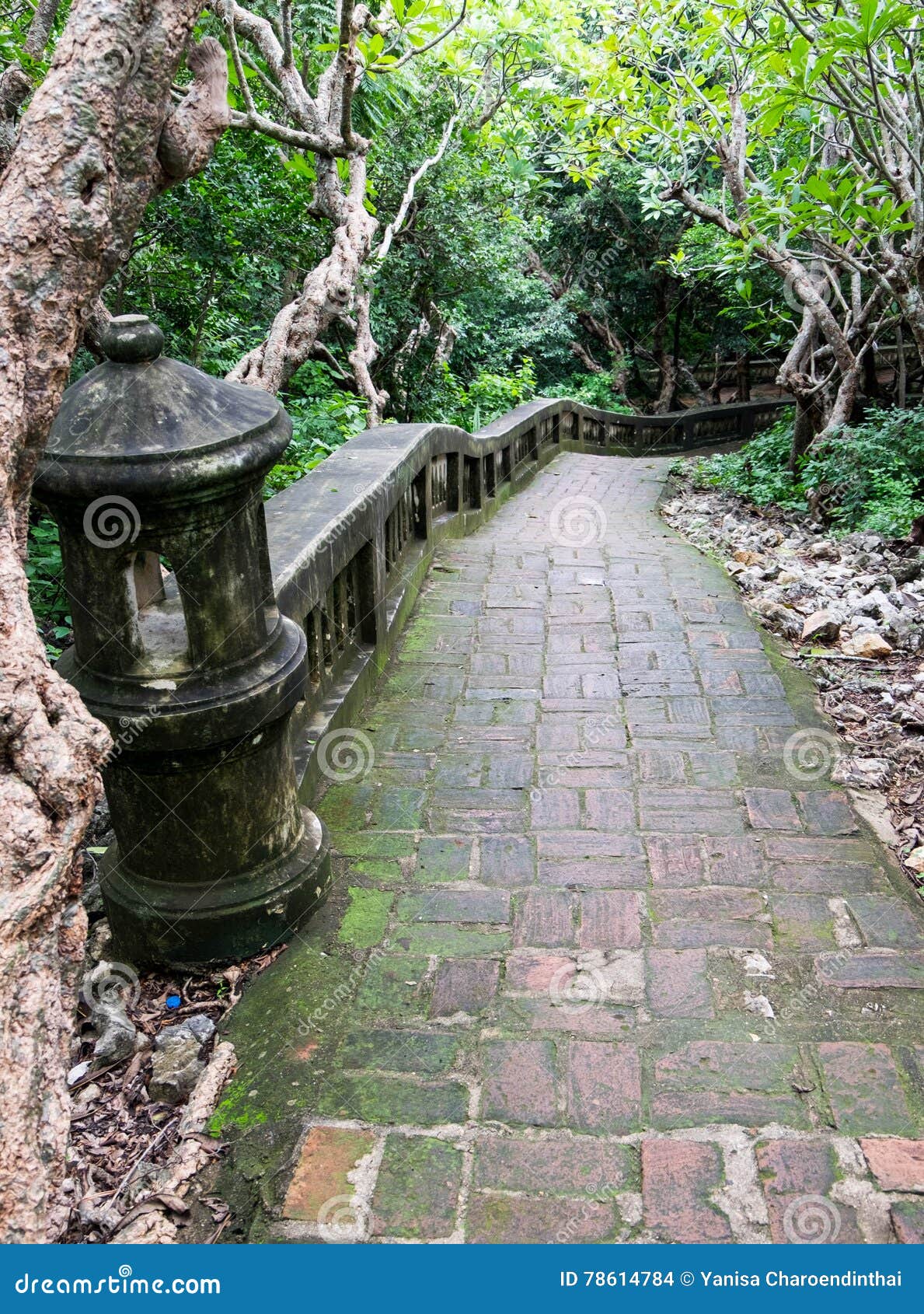 Wet and Slippery Brick Path in Tropical Forest. Stock Photo - Image of ...