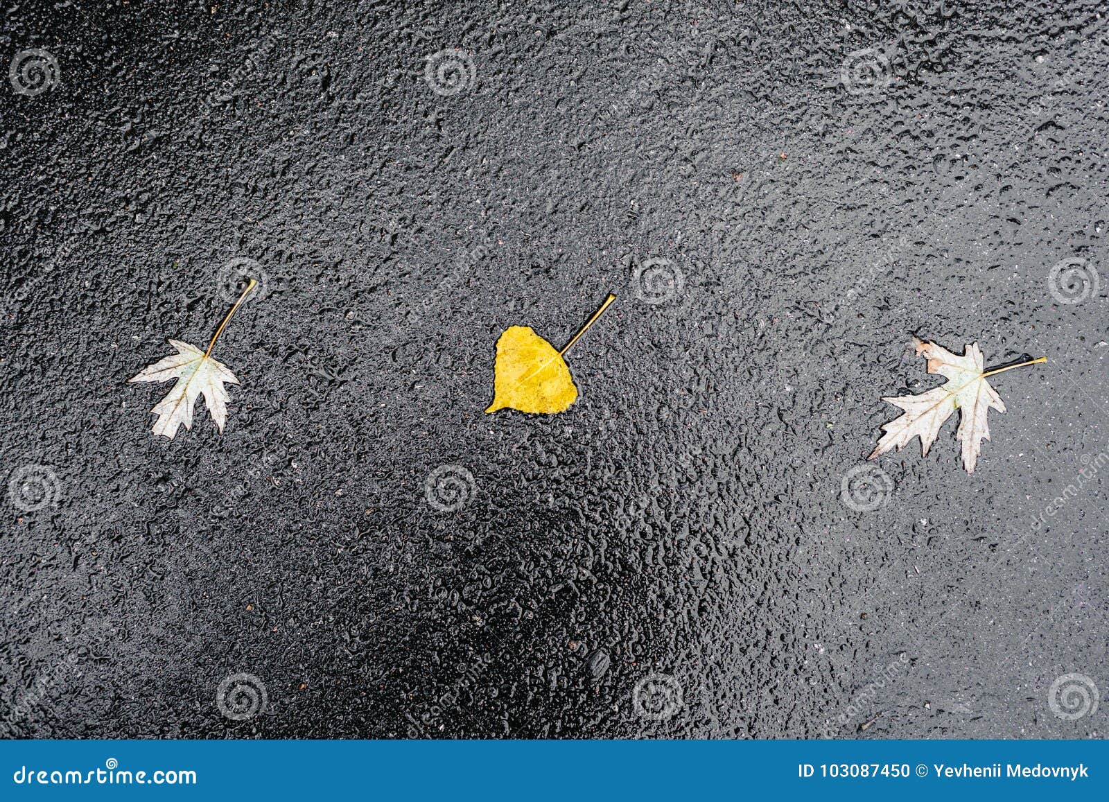 Wet Slippery Shiny Dark Asphalt Stock Photo - Image of leaf, slippery ...