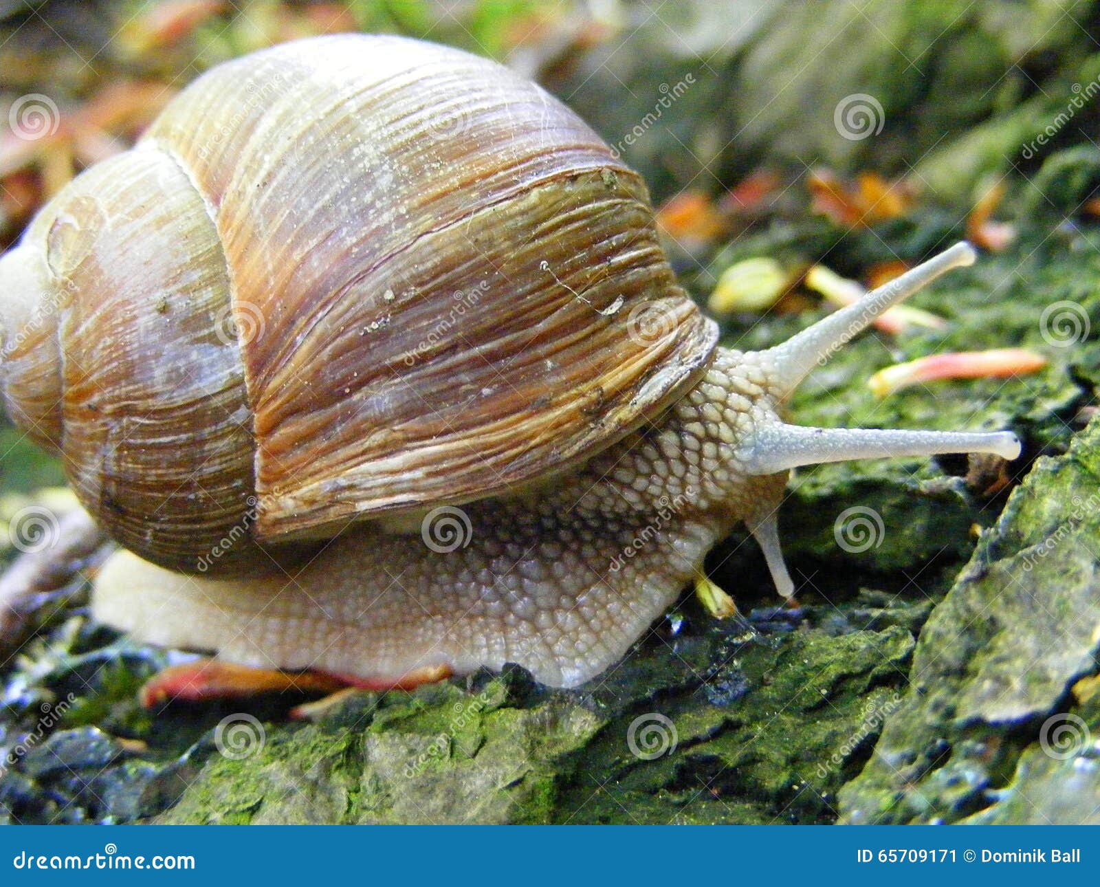 Wet snail in the Forest stock image. Image of mollusks - 65709171