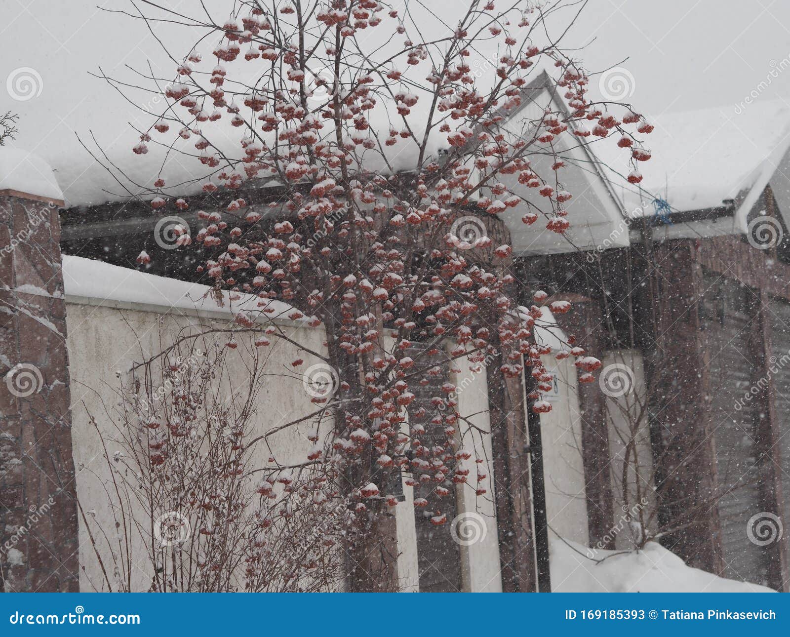 Winter. Blizzard. Snowfall. Wet Snow on a Windowpane Stock Image ...