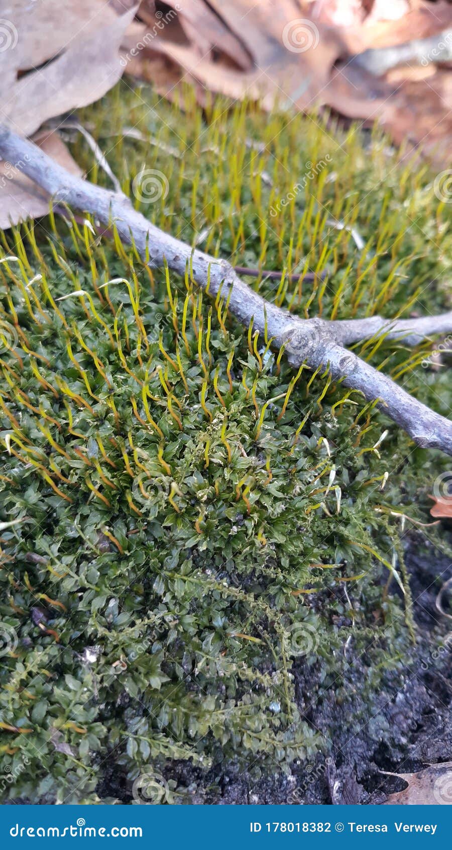 Wet snowy moss stock photo. Image of snowy, growing - 178018382