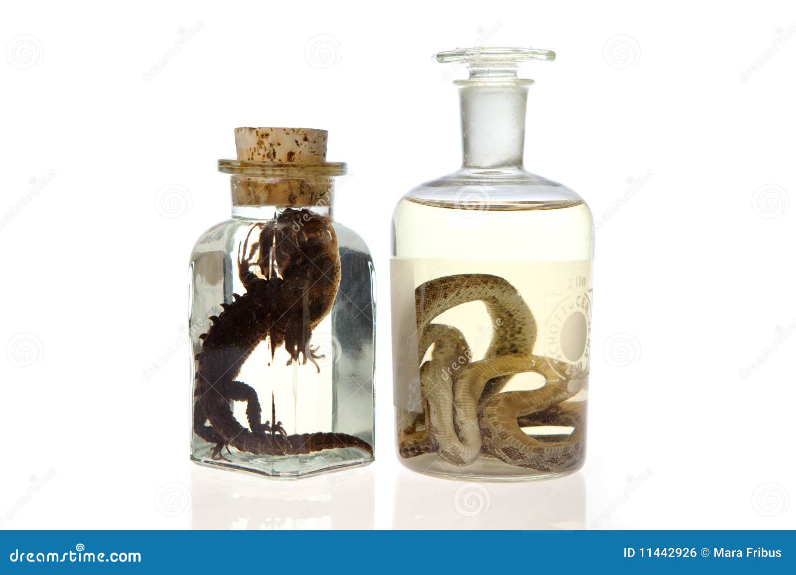 Wet Specimens stock photo. Image of isolated, collection - 11442926
